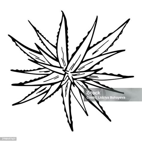 손으로 그린 윤곽선 즙이 많은 Haworthia 절연 통 백색 배경 사막에 꽃이 있습니다 벡터 일러스트 레이 션 색칠 공부 책 인사말 카드 인쇄에 적합합니다 검은색에 대한