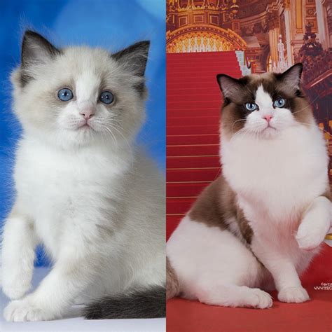 Рэгдолл виды окрасов картинки и фото Koshka Top
