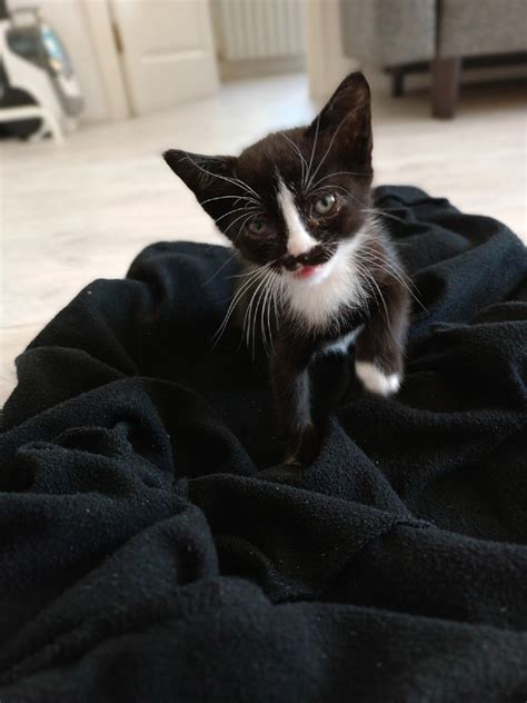 Кто то выкинул эту малышку на улицу Ей срочно ВЕРНОСТЬ Симферополь Крым Бездомные животные