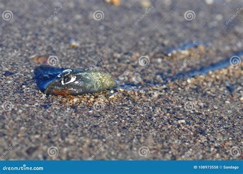 Freshwater Mussels Aquatic Bivalve Mulluscs Unionoida Stock Photo Image Of Biology