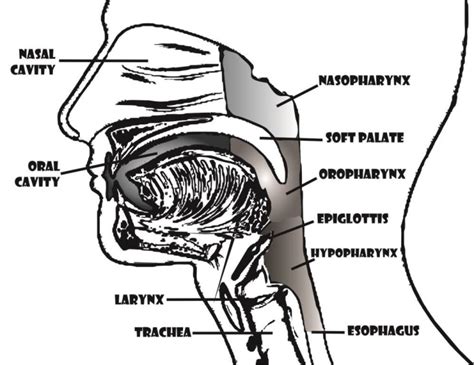 Nasal Oral Cavity Anatomical Sagittal Model Of Nasal Cavity Oral