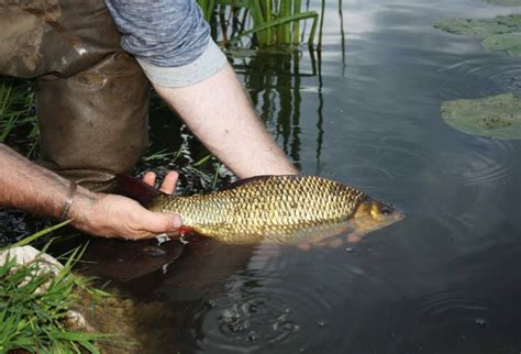 Specimen Roach Rudd Hybrids Irish Specimen Hunting Terrys Travels