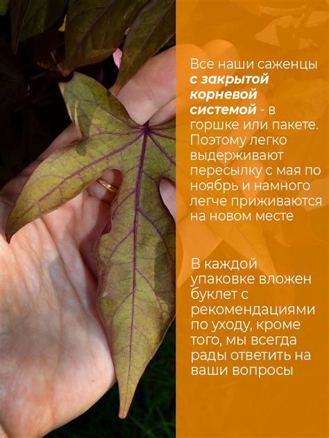 Ипомея батат Caroline Bronze в магазине Elya Garden - Саженец