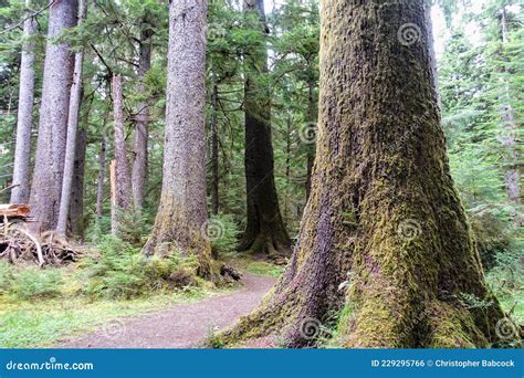 A Forest Of Sitka Spruce Or Picea Sitchensis Along The Beautiful