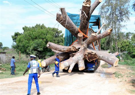 კენიის მთავრობამ საქართველოში ბაობაბების ექსპორტზე ნებართვა გასცა Metronome Ge