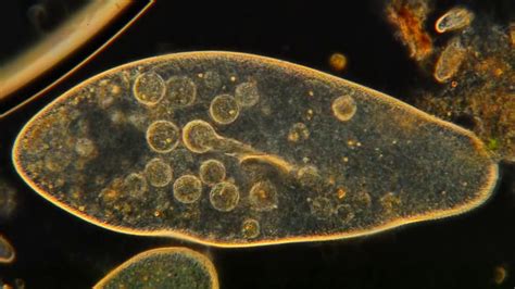 Інфузорія туфелька Youtube