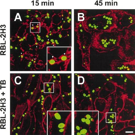 Pdf Fc Receptor Mediated Phagocytosis Requires Cdc42 And Rac1