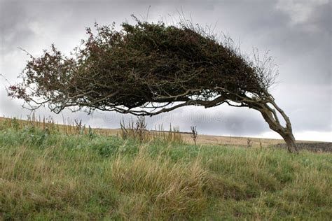 Furious Wind Blowing Against A Massive Tree Bending It Backwards Under A Gloomy Gray Sky Stock