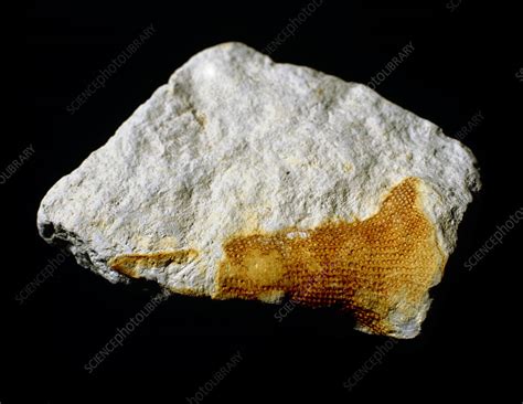 Fossilised Sponge Embedded In Chalk Stock Image E442 0175 Science Photo Library