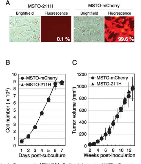Reactive Mesothelial Cells In Pleural Fluid Cytology