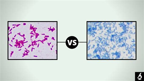 Comparison Between Acid Fast And Non Acid Fast Bacteria Biology Notes Online