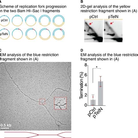 Fork Reversal At The Ectopic Telomeric Repeats Visualized By Electron Download Scientific