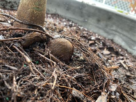 Girdling Root On Newly Purchased Japanese Maple R Arborists