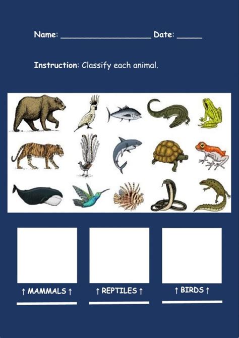 Bird Mammal Amphibian Reptile Worksheets Printable Worksheets