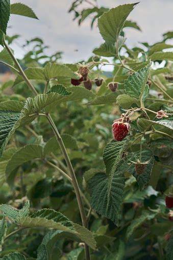 Raspberry Merah Di Kebun Dari Dekat Cabang Kecil Raspberry Matang Di Kebun Berry Manis Merah