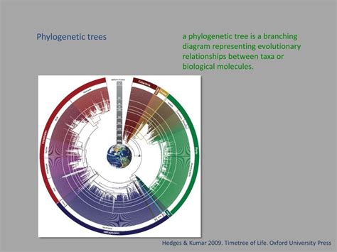 Ppt Computational Phylogenetics Powerpoint Presentation Free