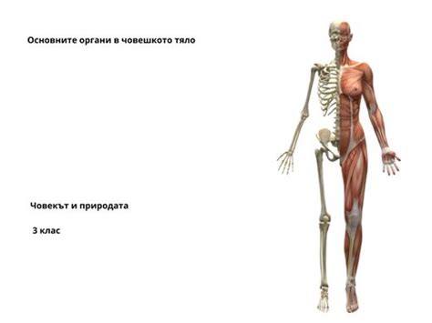 Book Creator Органите в човешкото тяло