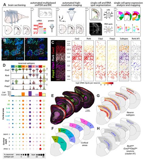 Astrocyte Layers In The Mammalian Cerebral Cortex Revealed By A Single Cell In Situ