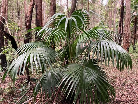 Cabbage Tree Palm Bushcraft Survival Australia