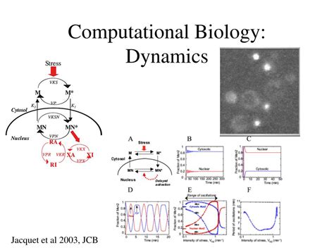 PPT Computational Biology And Approaches PowerPoint Presentation Free Download ID