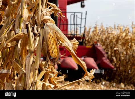 Cornfield In Fall During Corn Harvest With Combine Harvester In