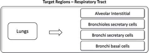 Ce To Icrp Phantom Correspondence Target Tissues For Respiratory