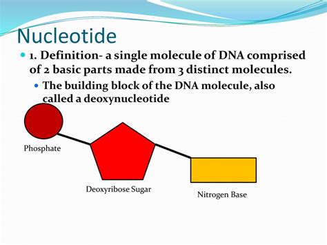 Nucleotide Definition