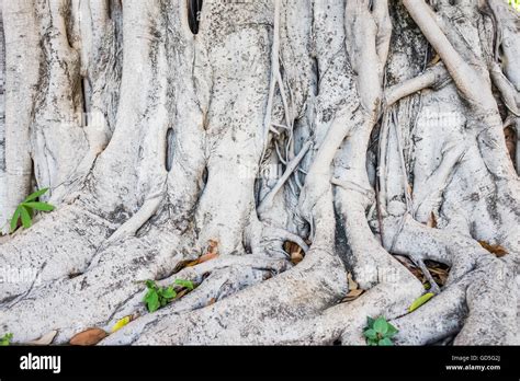 Root System Stock Photos Root System Stock Images Alamy