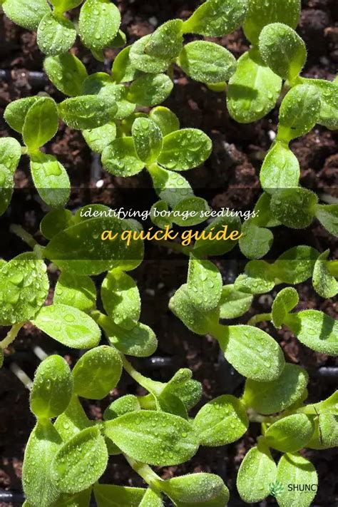 Identifying Borage Seedlings A Quick Guide Shuncy