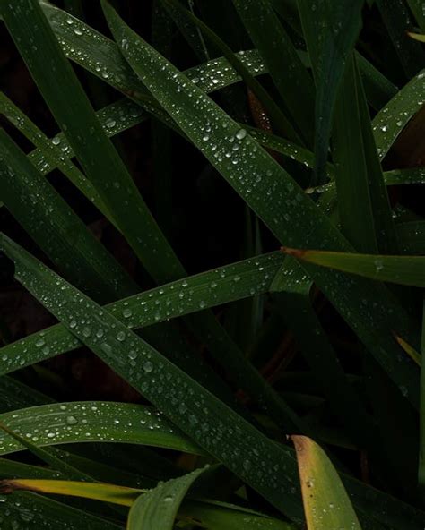 가벼운 고사리 식물 관념적인 꽃 매크로 촬영 무성한 물 방울 벽지 8k 비 빗방울 색깔 생물학 성장 수분 수직 쐈어 숲 식물 식물 애호가