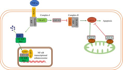 Uxt And Nf κb Signaling Pathway When Tnf α Binds To Tnfr1 And Uxt V1