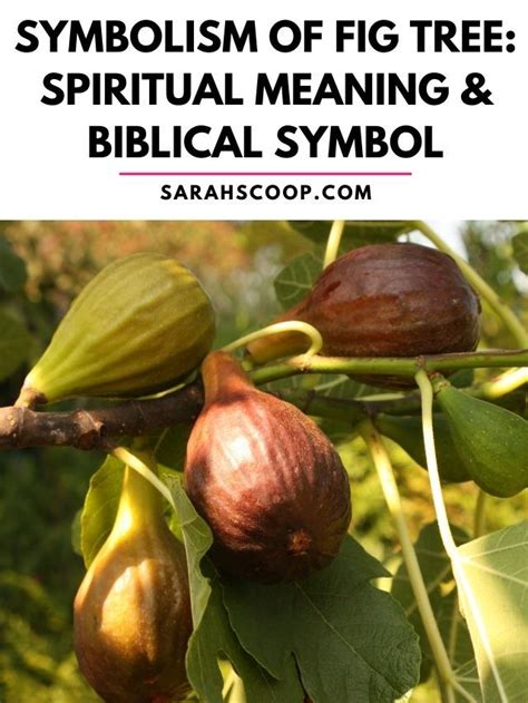 Symbolism Of Fig Tree Spiritual Meaning And Biblical Symbol