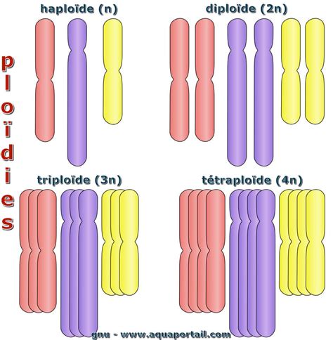 Haploidediploide Ue1 Génome Tutorat Associatif Toulousain