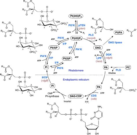 Phosphoinositide Cycle Pip 2 Is Hydrolyzed By Plc Norpa Gene