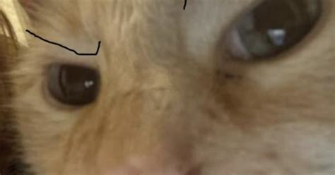 No Catnip Album On Imgur