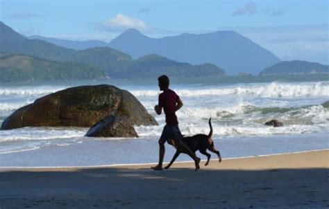 Prefeito de Florianópolis SC quer liberar cães na praia Notícias das Praias