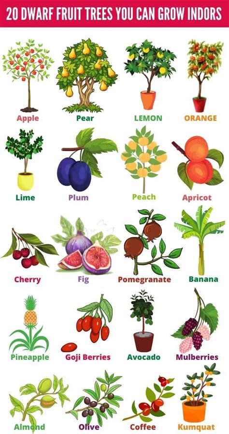 How Are Dwarf Fruit Trees Made At Paul Harlan Blog