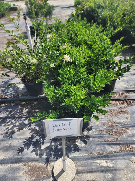 Wax Leaf Ligustrum Savannahs Landscaping Services