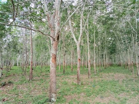 Rubber Tree That Produces Latex Stock Photo Image Of Green Meadow 294055070
