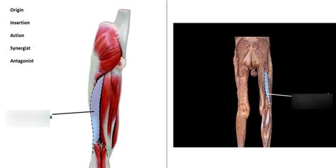 Biceps Femoris Diagram Quizlet