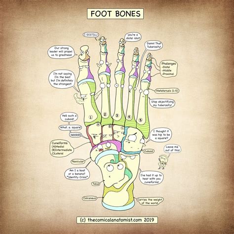 Foot Bones The Comical Anatomist Basic Anatomy And Physiology