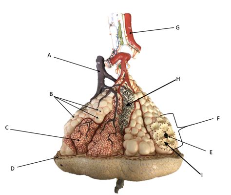 Alveolar Sac Diagram Quizlet
