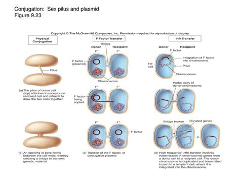 Ppt Microbiology Chapter 9 Powerpoint Presentation Free Download Id 144012