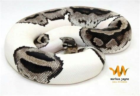 Lightning Pied Ball Python