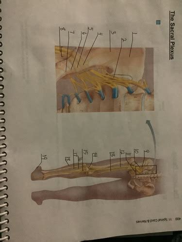 Sacral Plexus Flashcards Quizlet Sacral Plexus Flashcards Quizlet