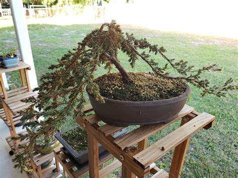 Browning Juniper Beginners Mirai Forum