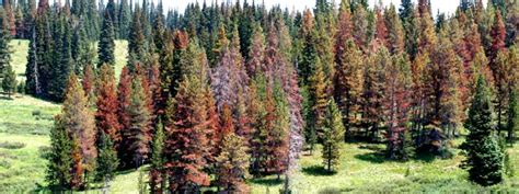 Mountain Pine Beetle Colorado State Forest Service