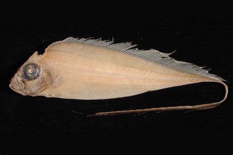 Desmodema Polystictum