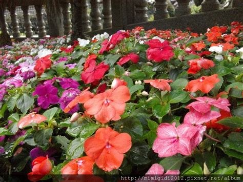 每日一物 植物 非洲鳳仙花 Impatiens 雀躍的歡欣 不覊柴 Bu Ji Chai 痞客邦