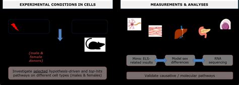 Overview Of The Cellular Modelling Experiences Download Scientific